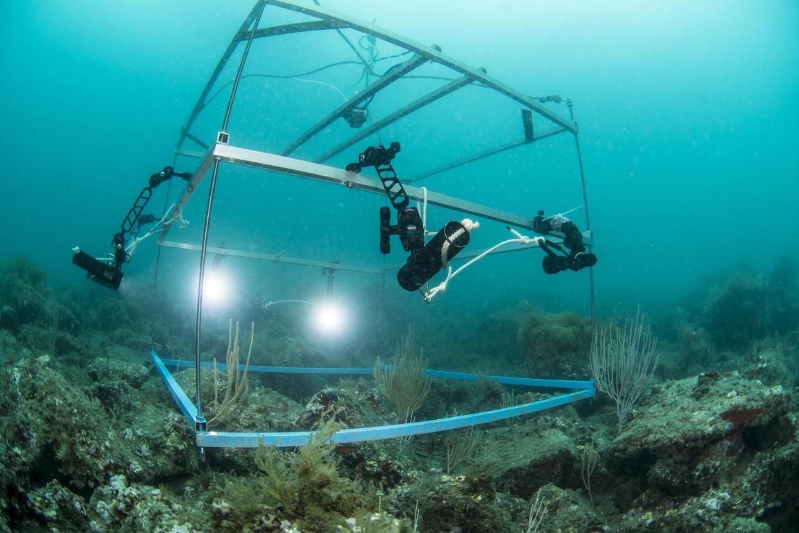 Better understanding the connectivity of invertebrate species to ...